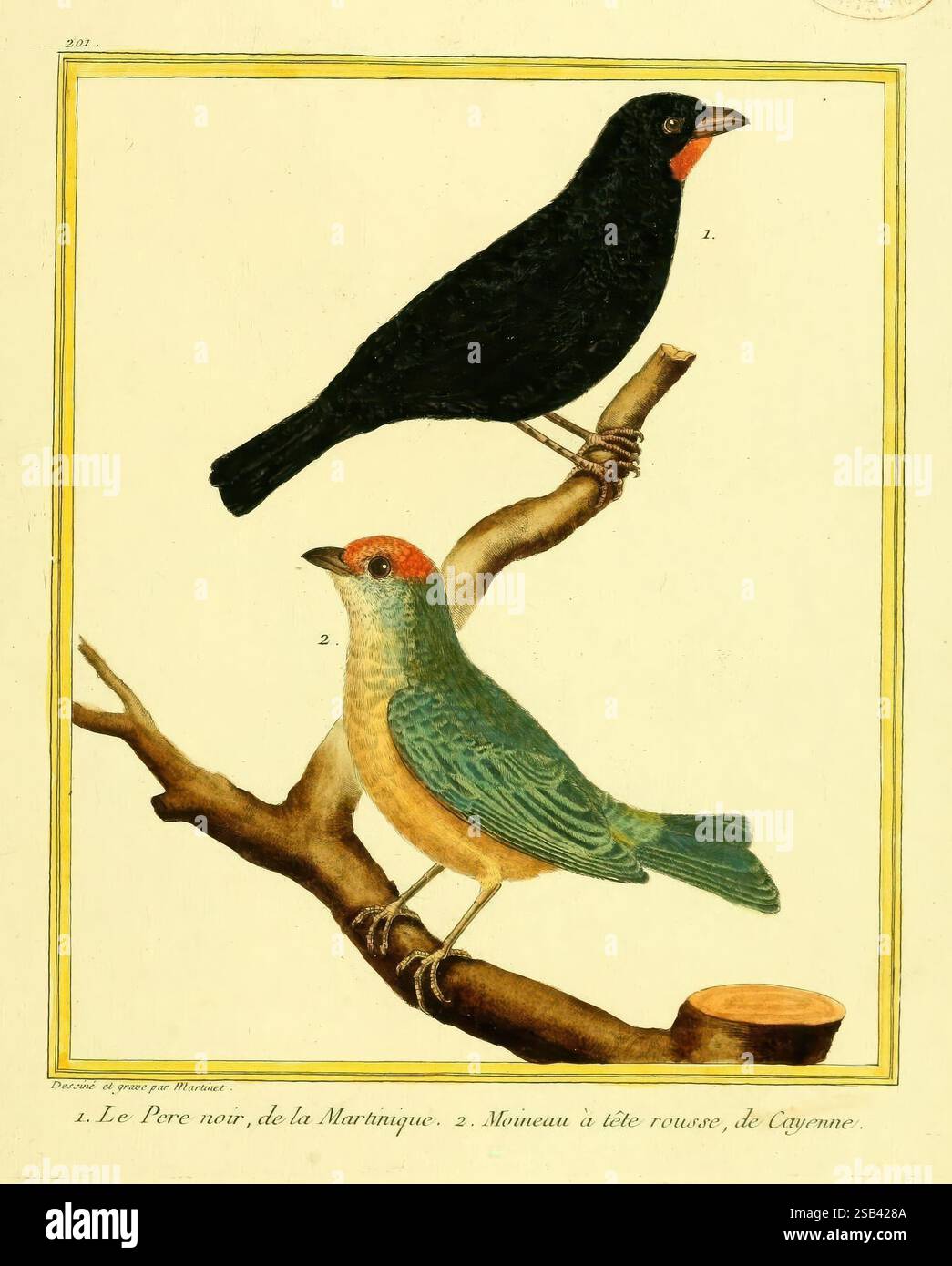 Moineau a tete rousse hi-res stock photography and images - Alamy