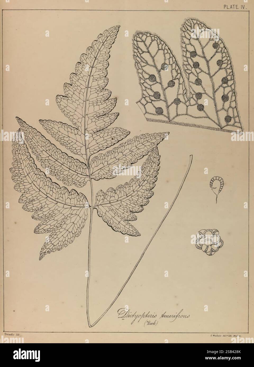 Prominent fern leaf hi-res stock photography and images - Alamy