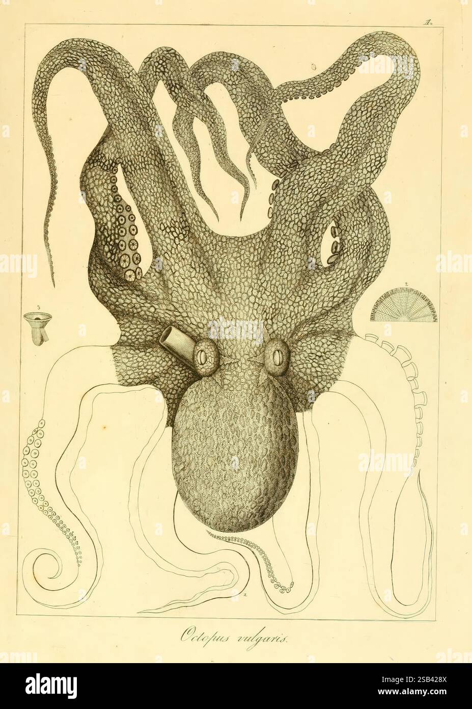 Sinuous arms hi-res stock photography and images - Alamy