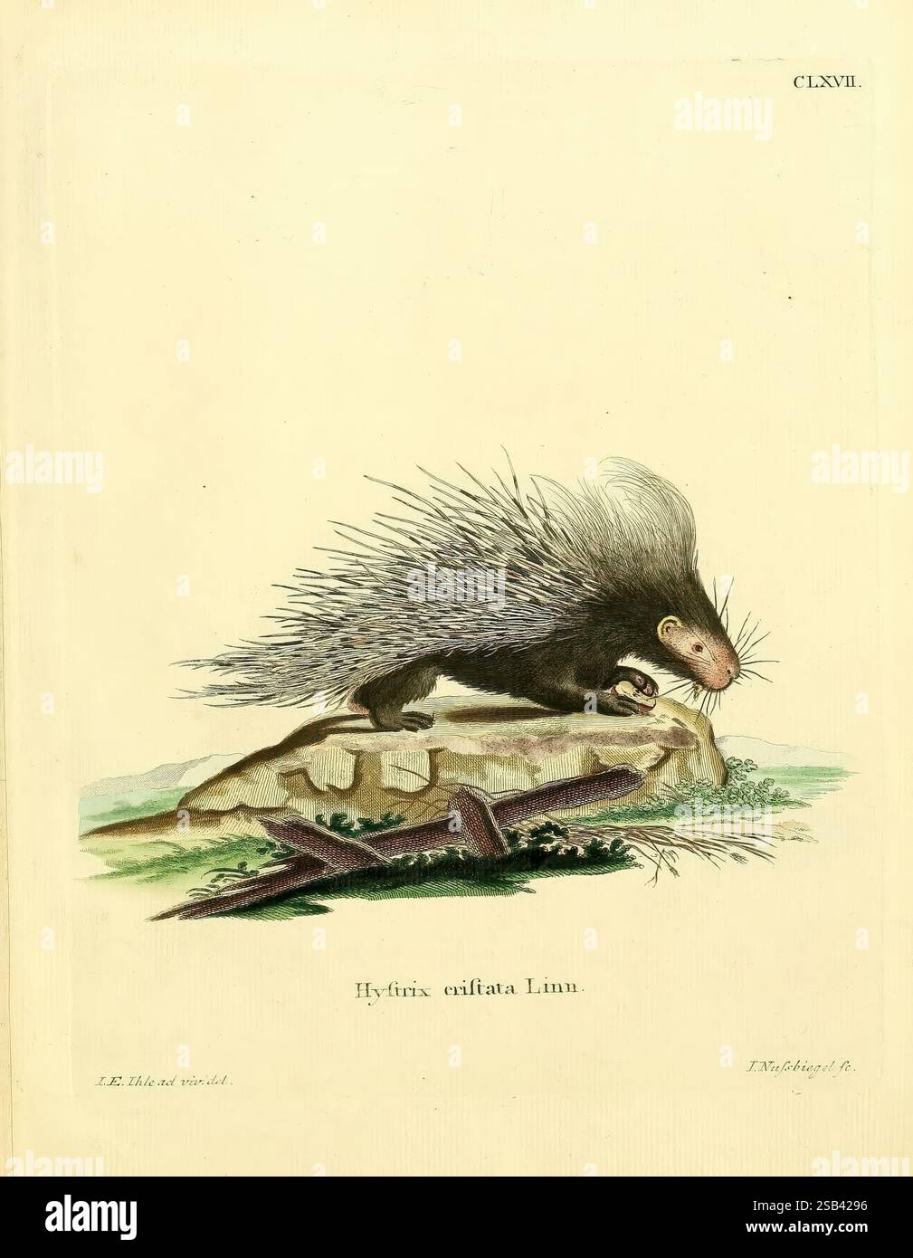 Specifically hystrix cristata hi-res stock photography and images - Alamy