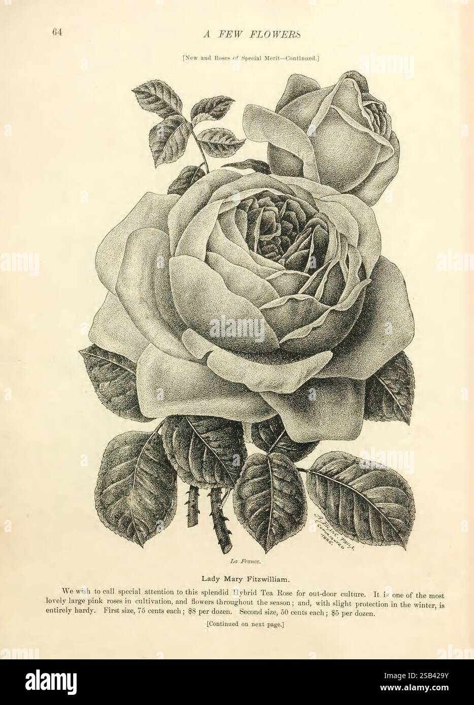 Lady mary fitzwilliam rose hi-res stock photography and images - Alamy