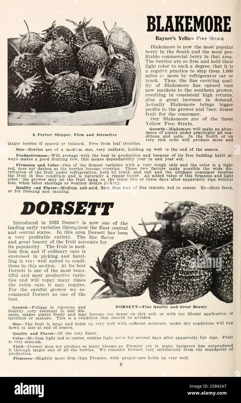 Advertisement showcases two varieties hi-res stock photography and ...