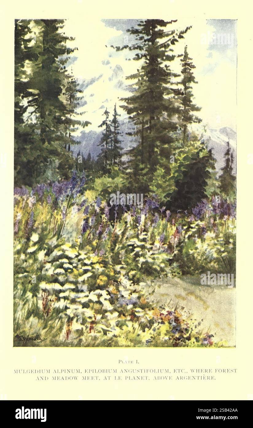 Sub-alpine plants, London, Dutton, 1912, botany, identification ...