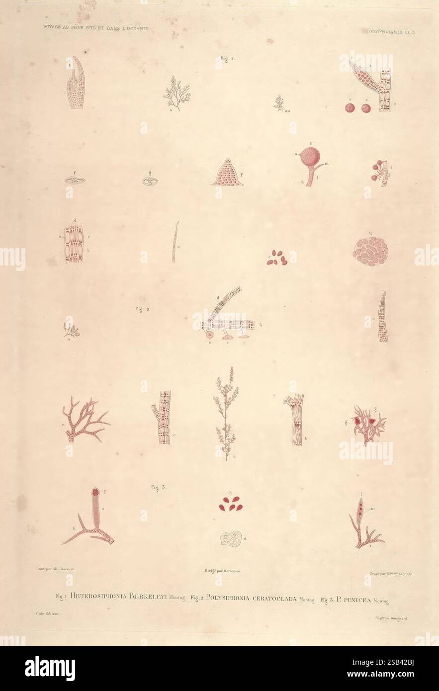 Careful observation of plant morphology hi-res stock photography and ...
