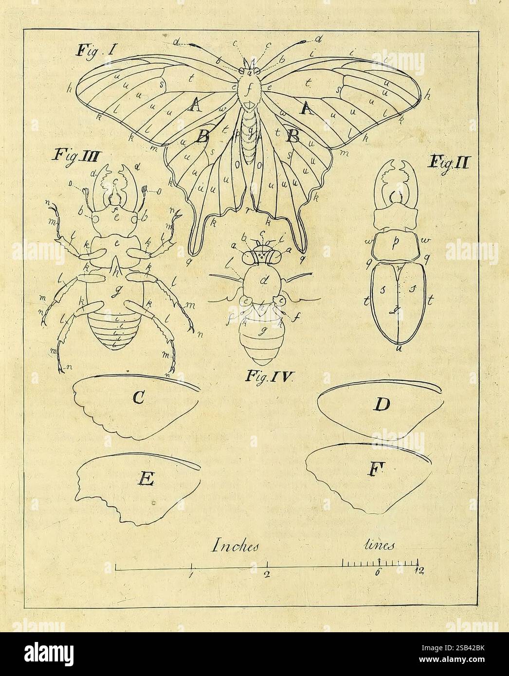 Exposition des insectes que se trouvent en Angleterre, Londres, B ...