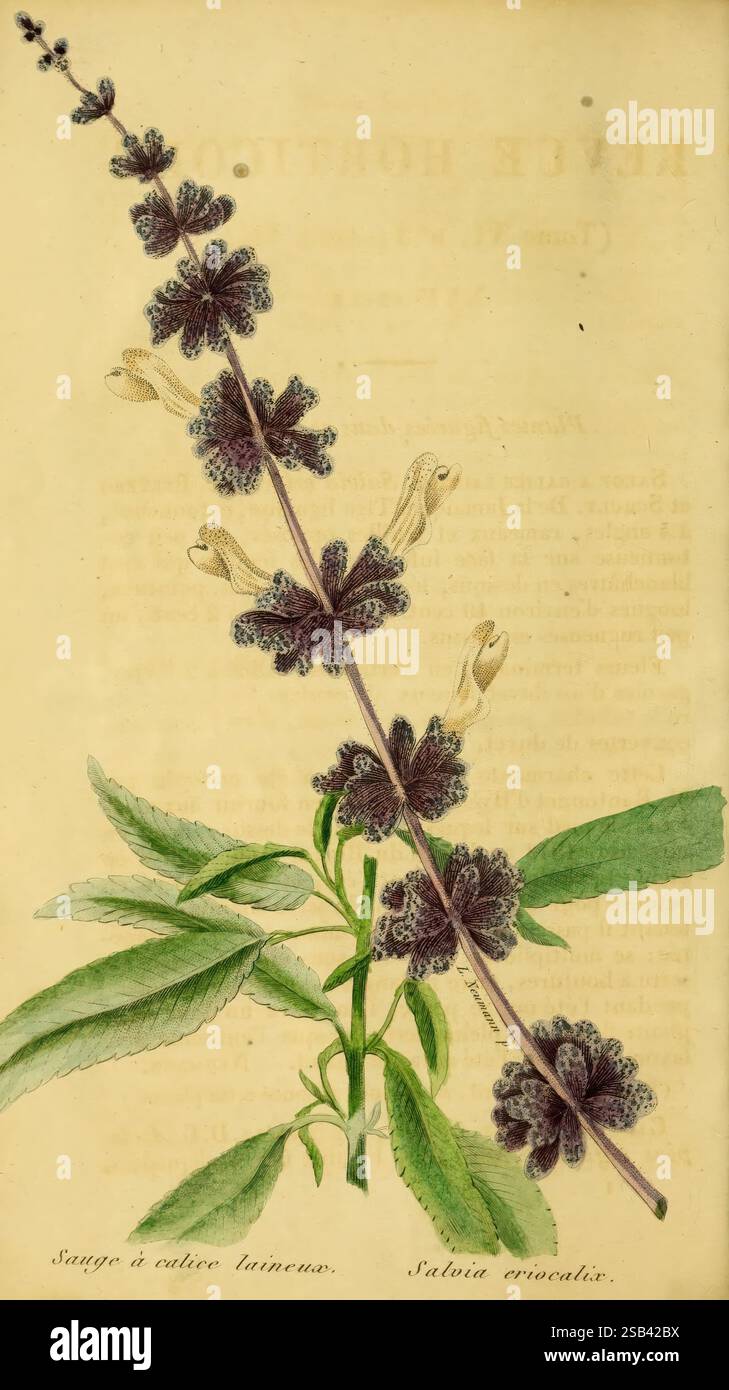Revue horticole Paris, Librairie agricole de la maison rustique, 1829 ...
