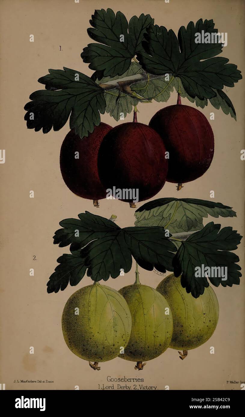 Featuring pale green gooseberries hi-res stock photography and images ...