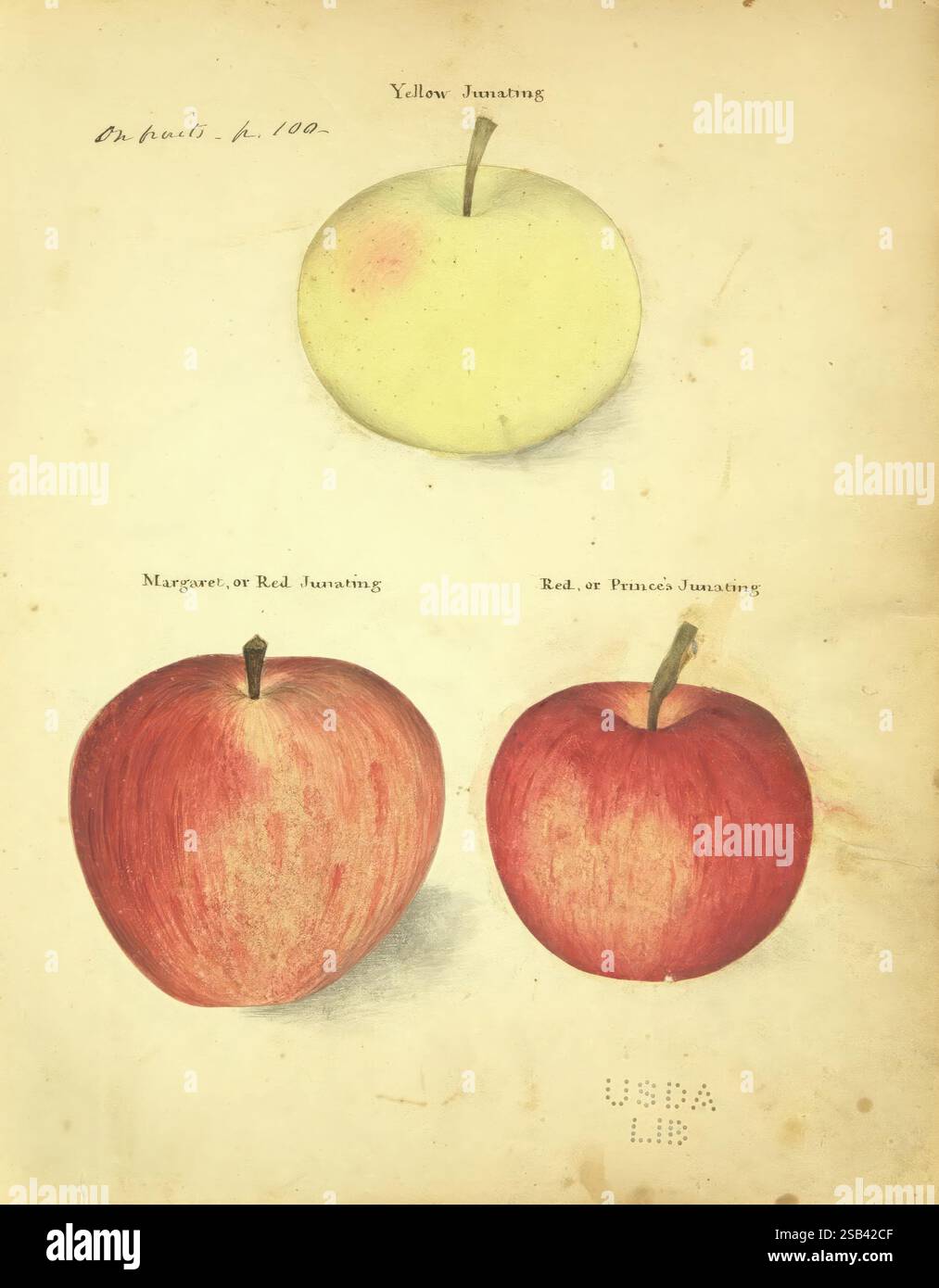 Illustration showcases three varieties hi-res stock photography and ...