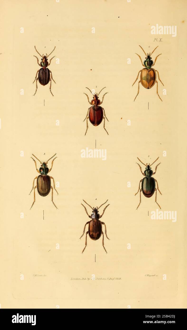 Collection of six beetles showcasing hi-res stock photography and ...