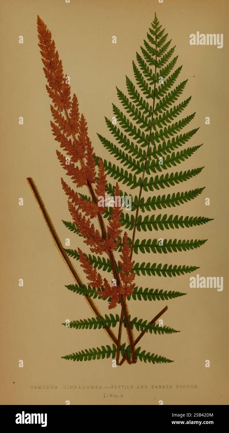 Ferns: British and exotic 1856-60, ferns,, The illustration features ...