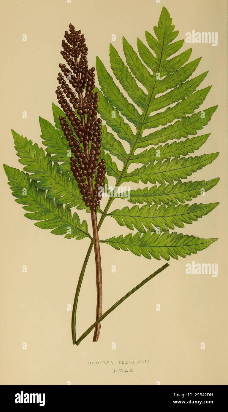 Ferns British And Exotic 1856 60 Ferns The Illustration Showcases A Vivid Representation Of A