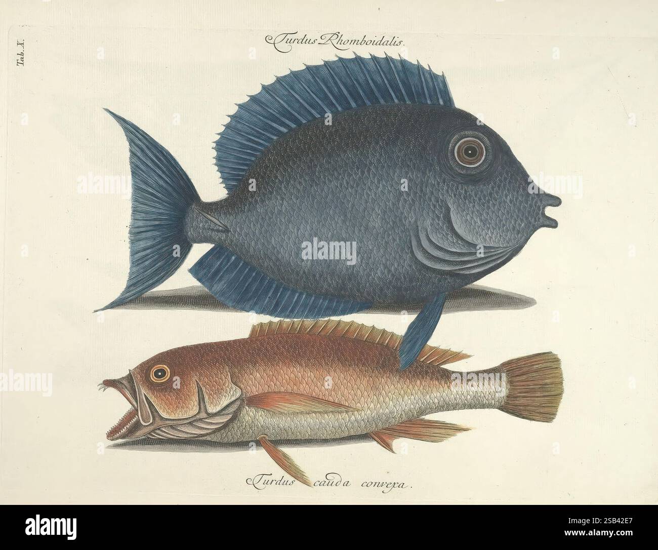 Piscium, Serpentum, Insectorum, aliorumque nonnullorum animalum nec non ...