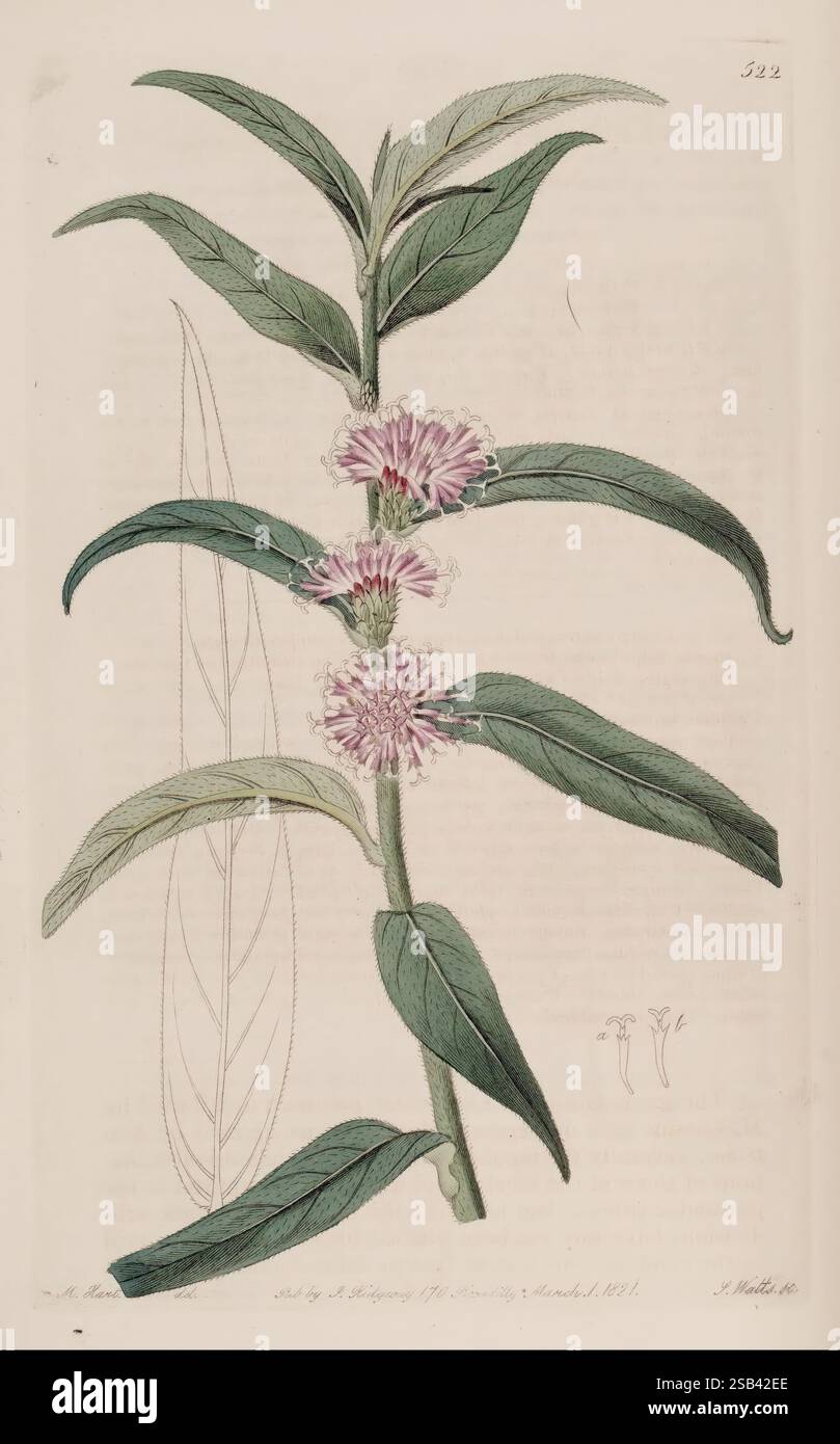 The Botanical Register, London, Printed for James Ridgway, 1815-1828 ...