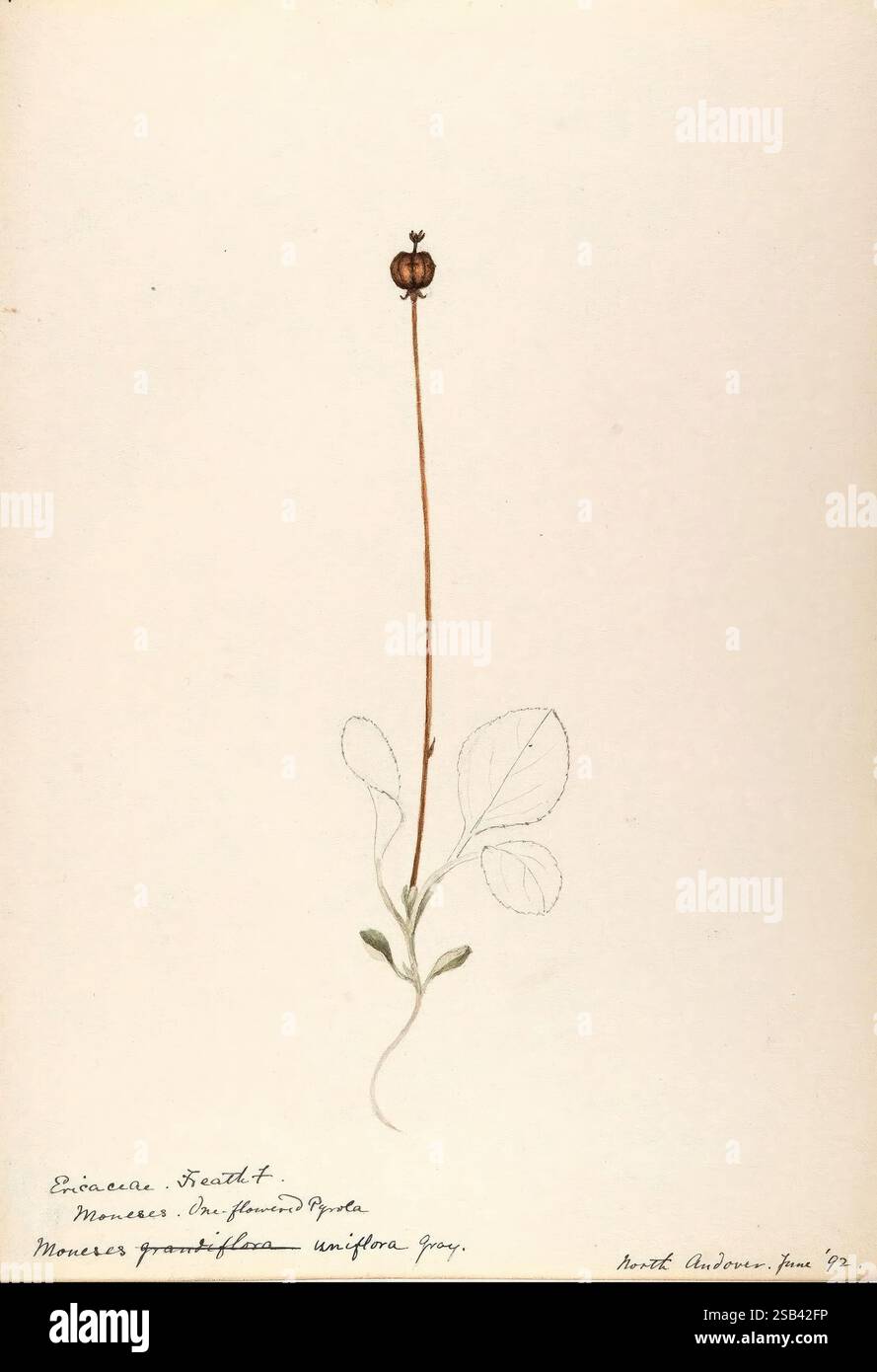 Open seed pod reveals hi-res stock photography and images - Alamy