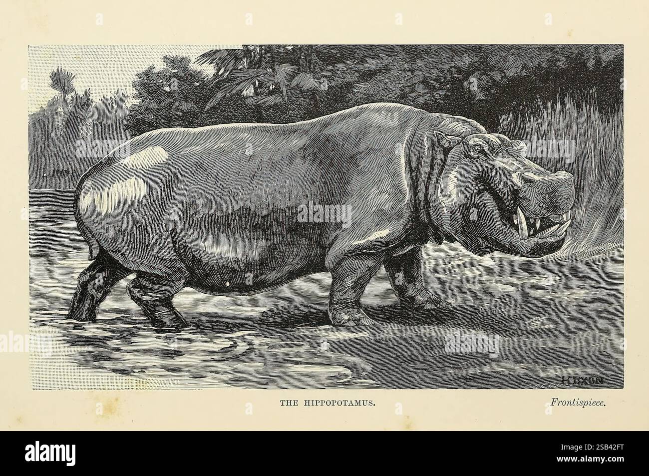 Hippopotamuss physique highlights hi-res stock photography and images ...