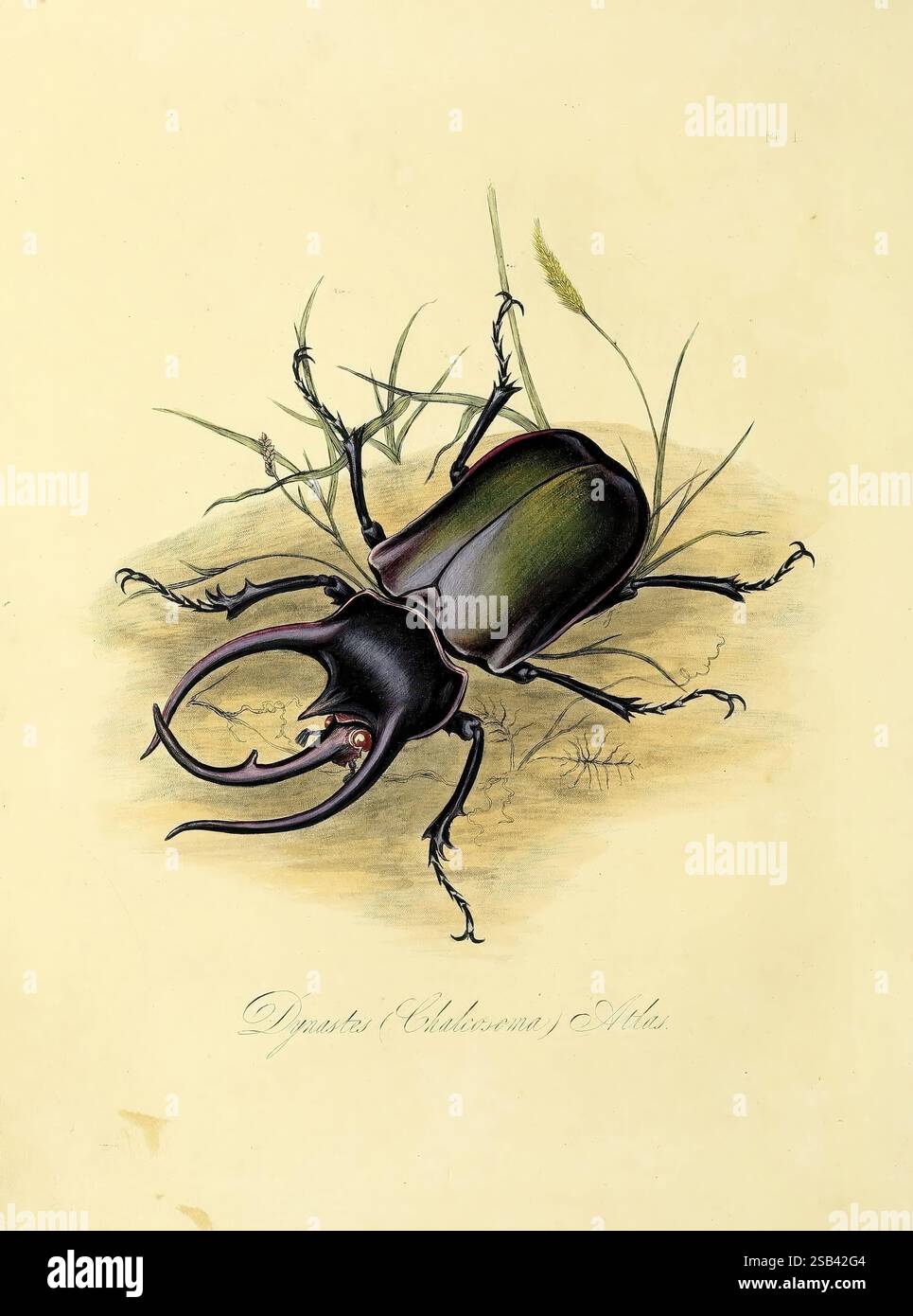 Natural history of the insects of India, 1842, India, Insects, Beetles ...