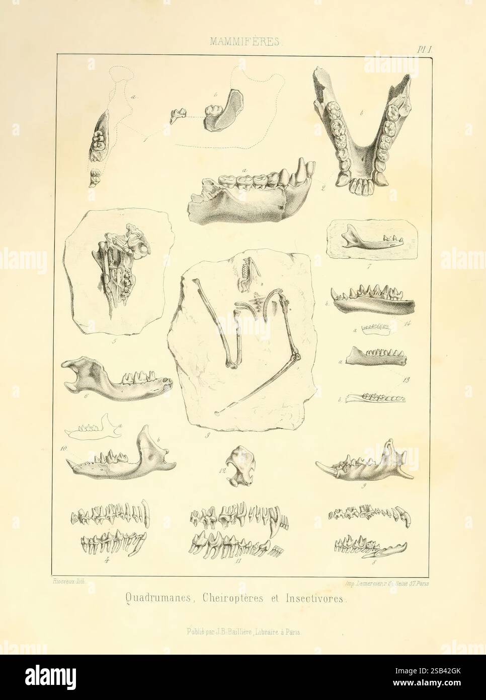 Traité de paléontologie London, H. Ballière, J.-B. Baillière, 1853-1857 ...