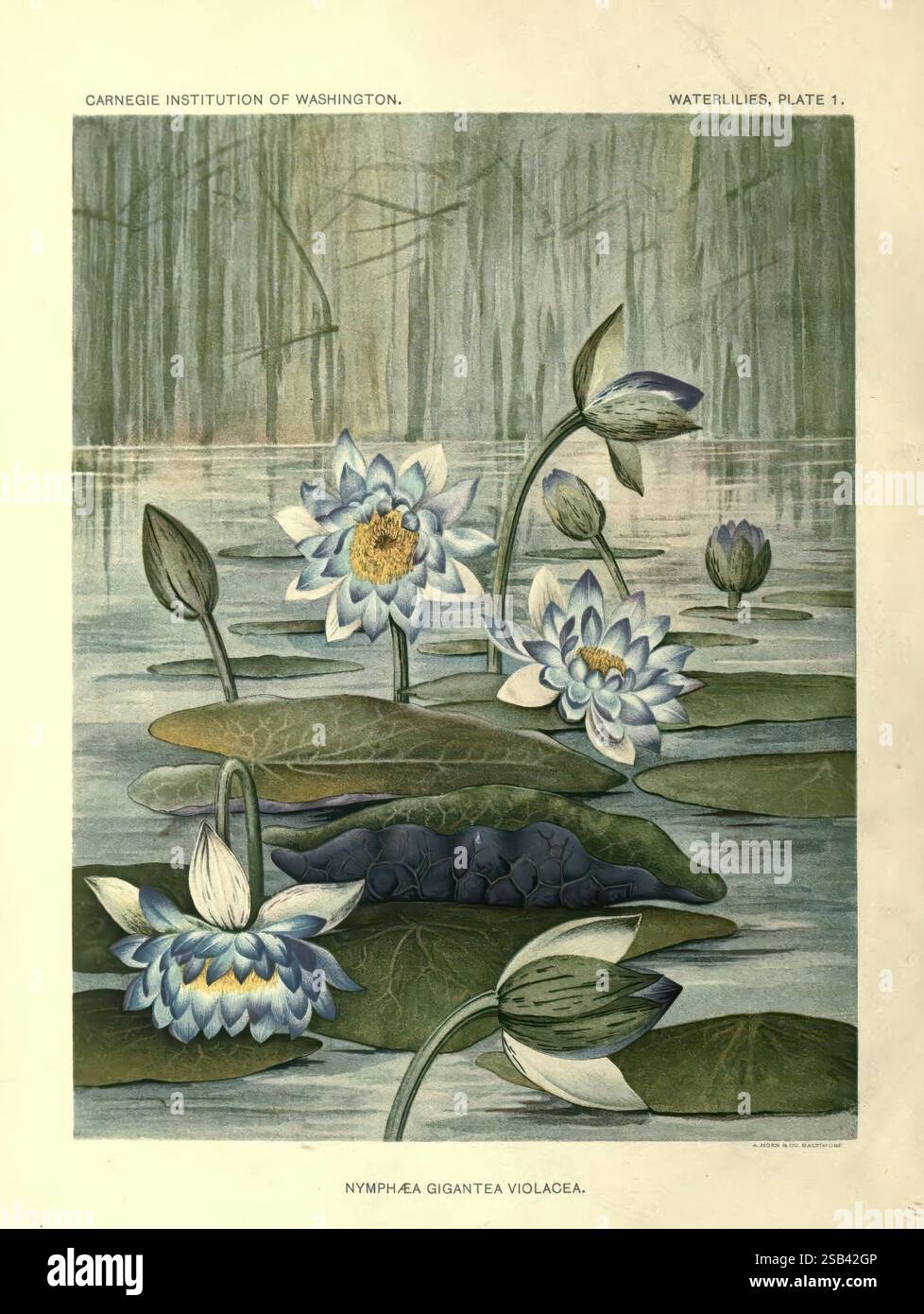 Nymphaea gigantea violacea hi-res stock photography and images - Alamy