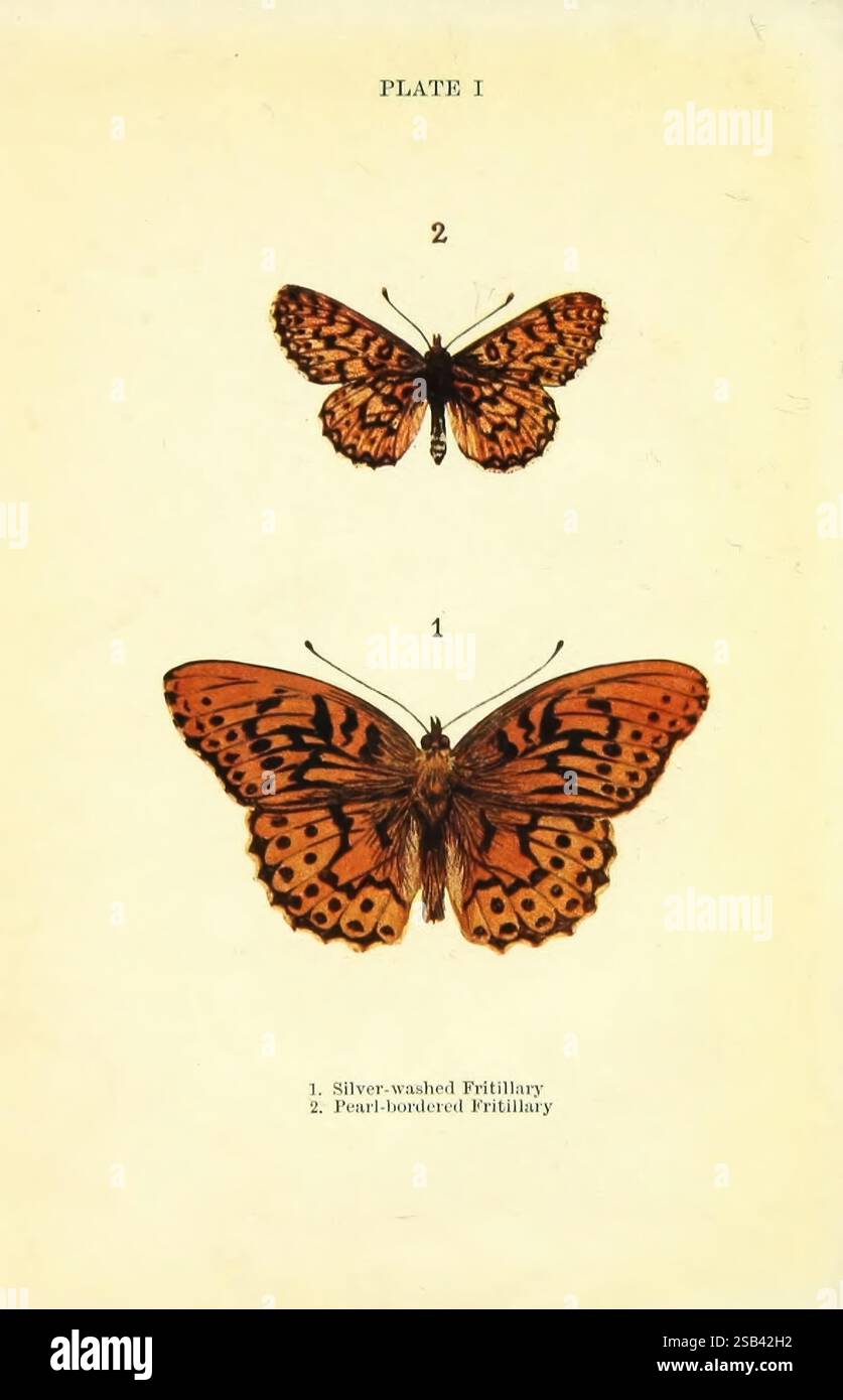 Butterflies and, London & Edinburgh, T.C. & E.C. Jack [1910 ...