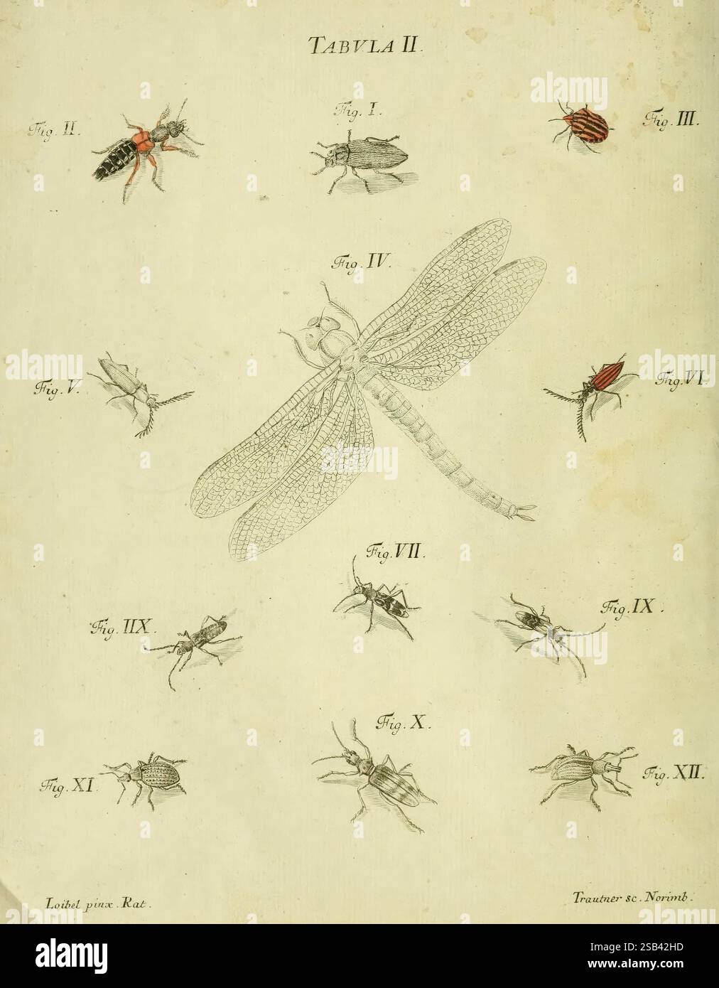 Include various beetles hi-res stock photography and images - Alamy