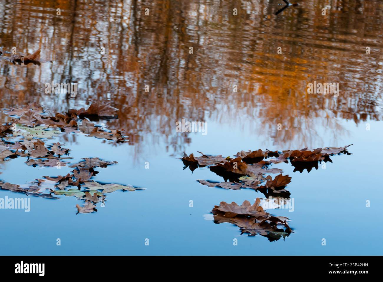 Fallen leaves reflections on surface hi-res stock photography and ...