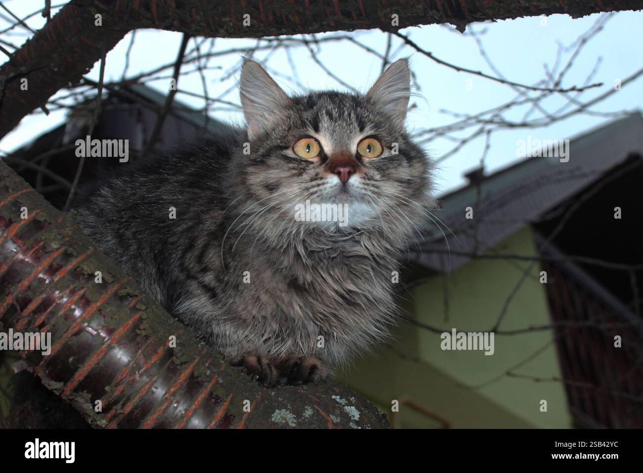 fluffy curious tabby cat sits playfully on a branch with wide open eyes ...