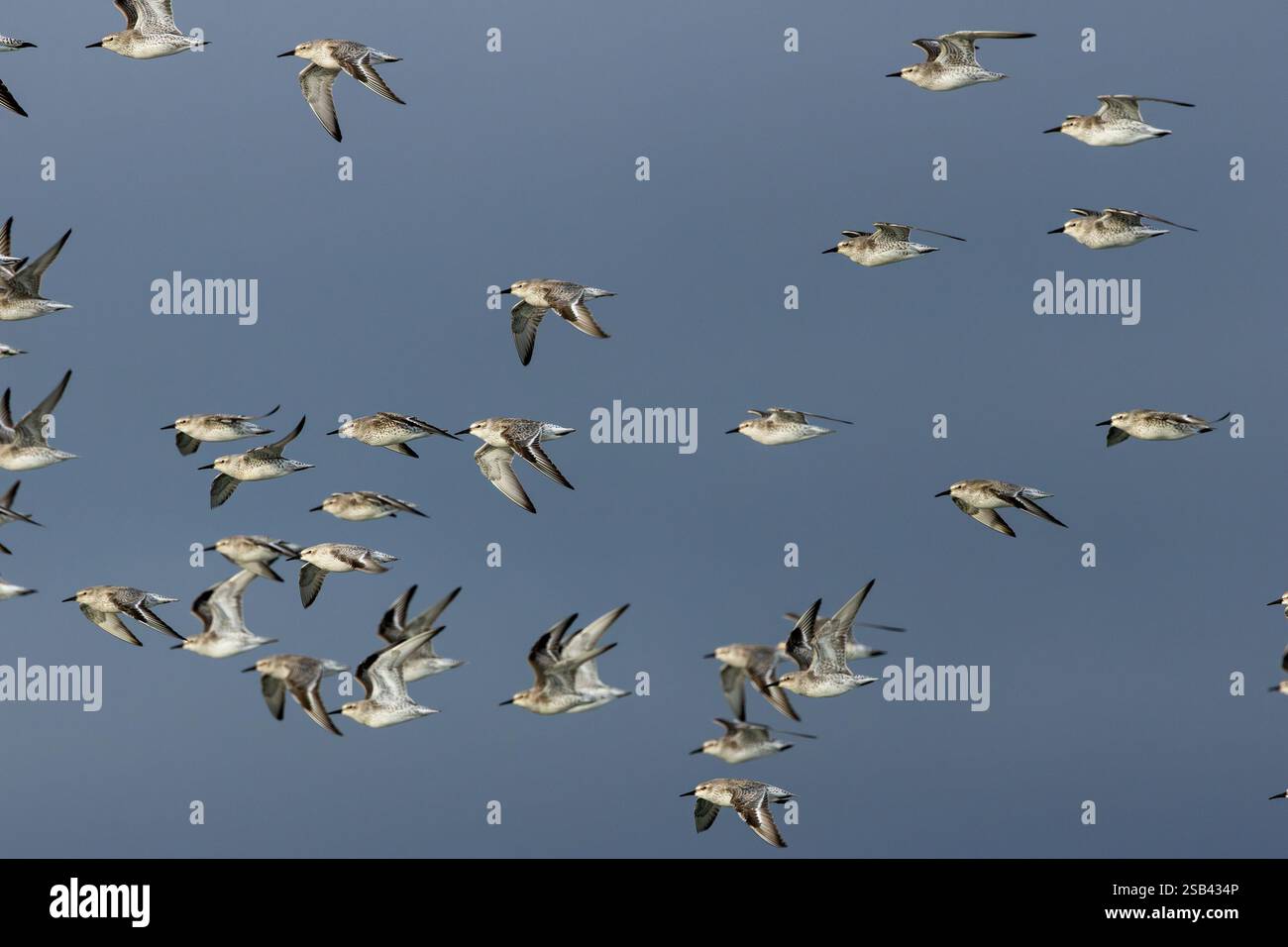 The Red Knot (Calidris canutus) feeds on mollusks and crustaceans ...