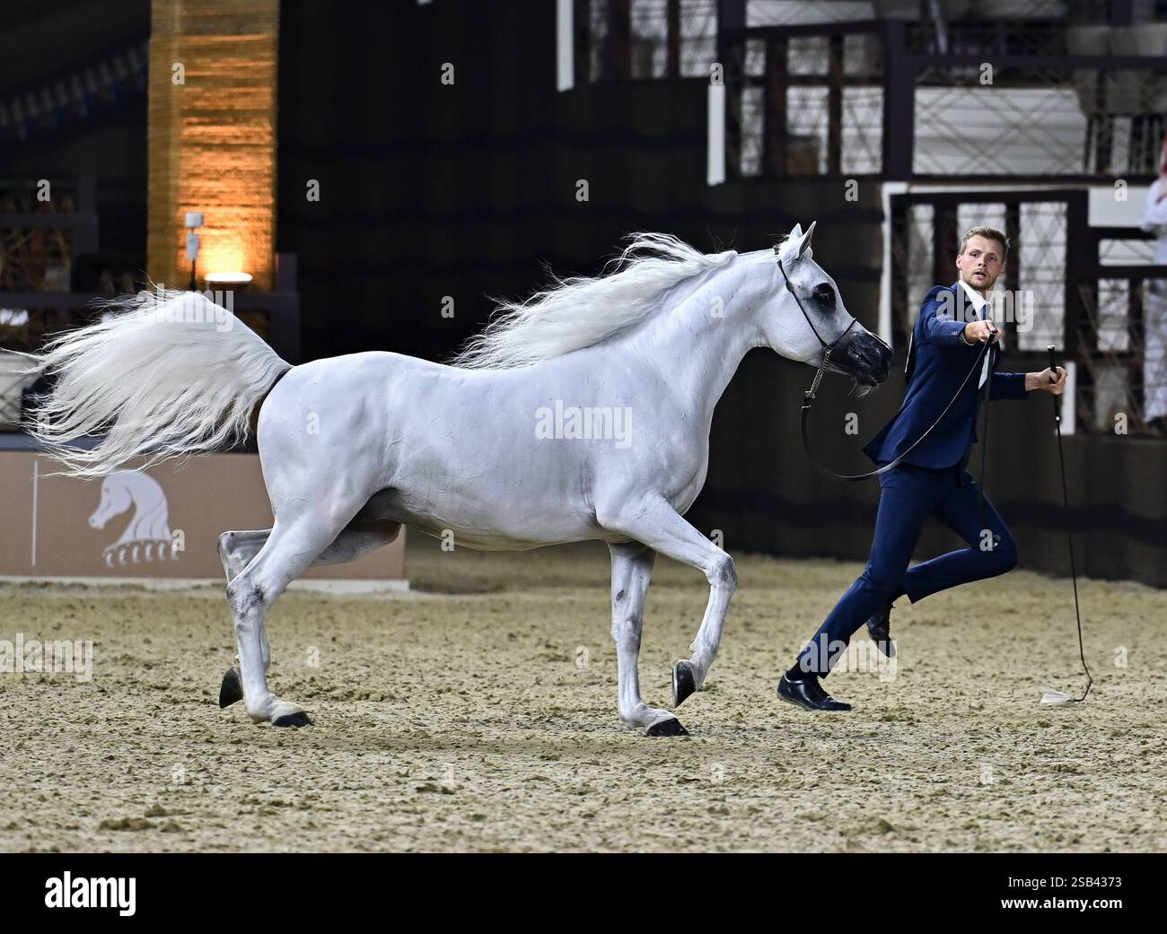 KATARA INTERNATIONAL ARABIAN HORSE FESTIVAL KIAHF 2025 Afas Al Rayyan ...