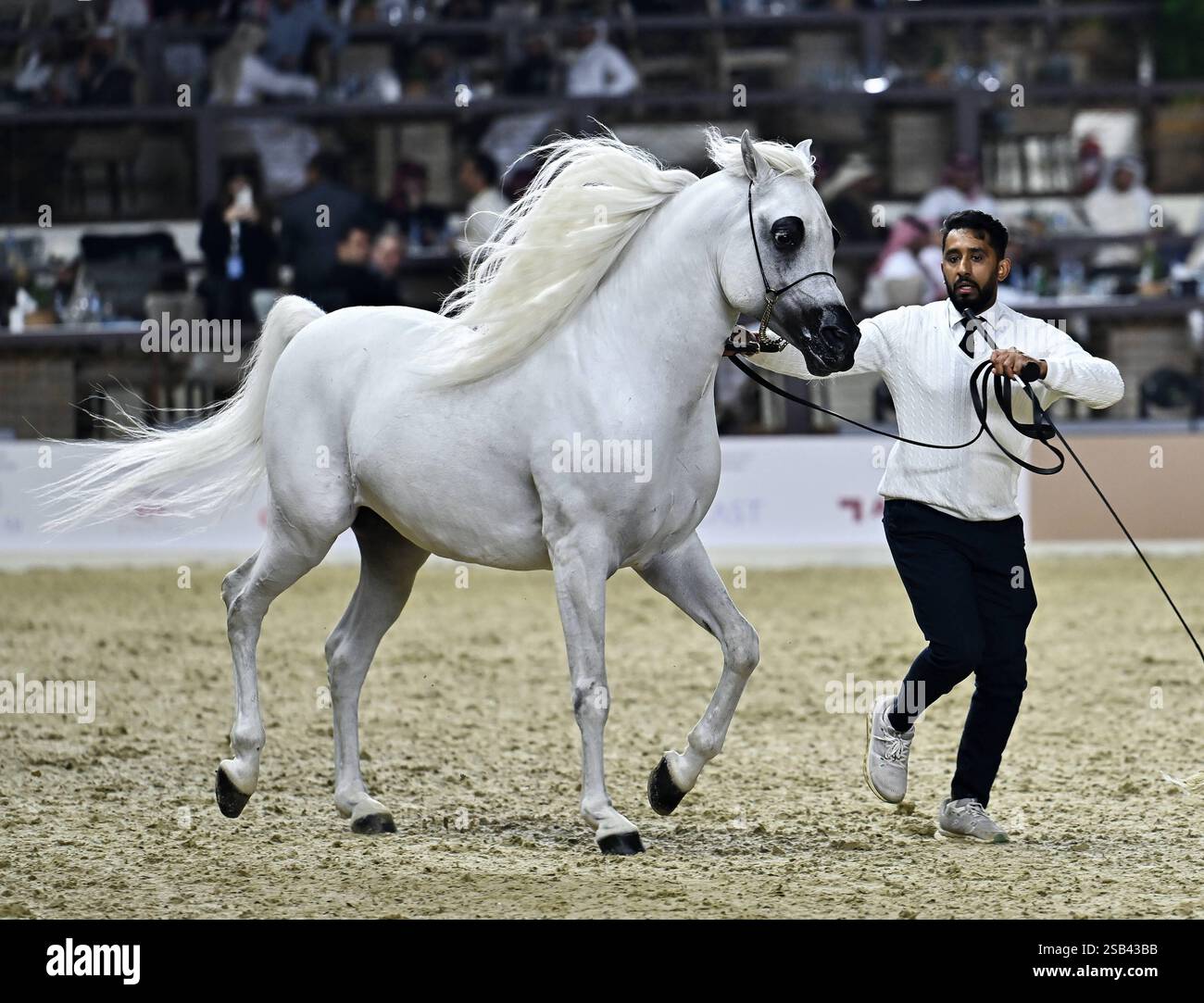 KATARA INTERNATIONAL ARABIAN HORSE FESTIVAL KIAHF 2025 Bassel Al Zobair ...