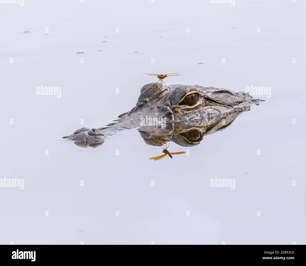 Alligator enjoying a swim while looking for a meal Stock Photo - Alamy