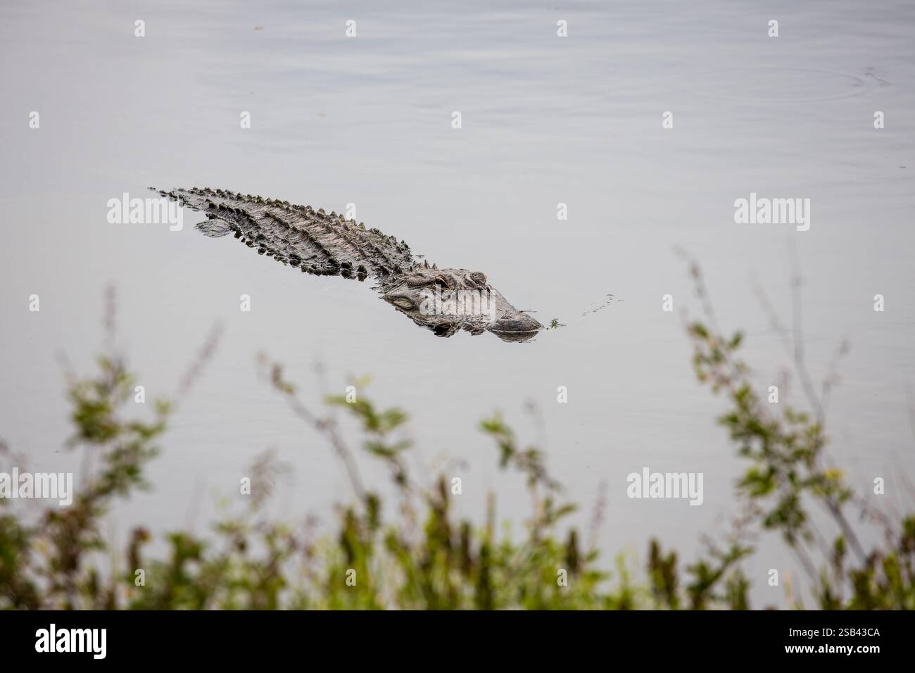 Alligator enjoying a swim while looking for a meal Stock Photo - Alamy