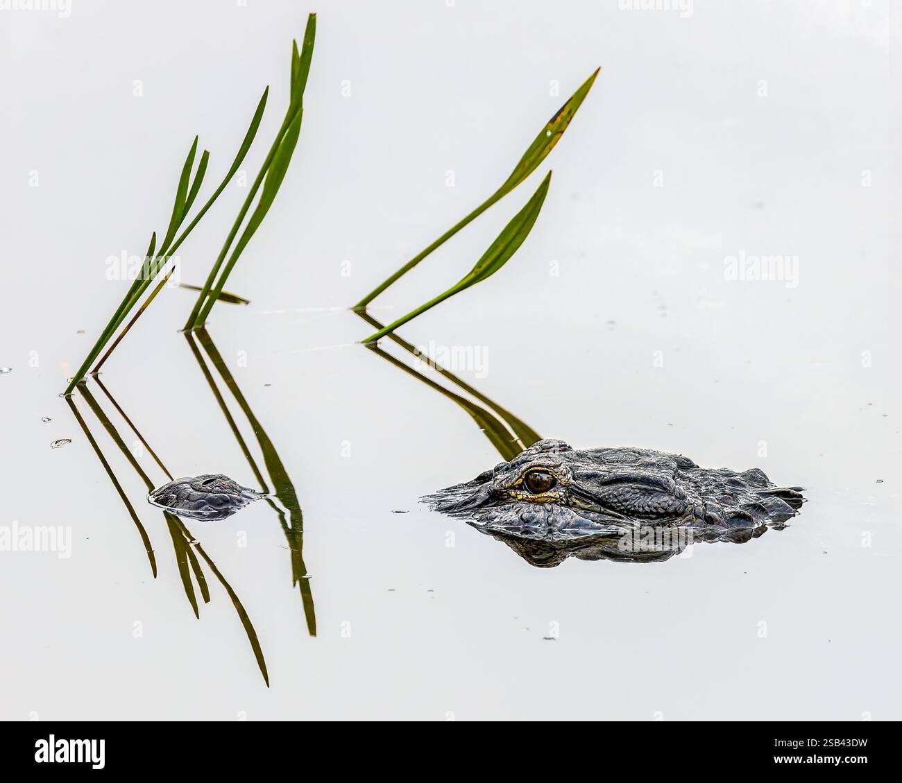 Alligator enjoying a swim while looking for a meal Stock Photo - Alamy