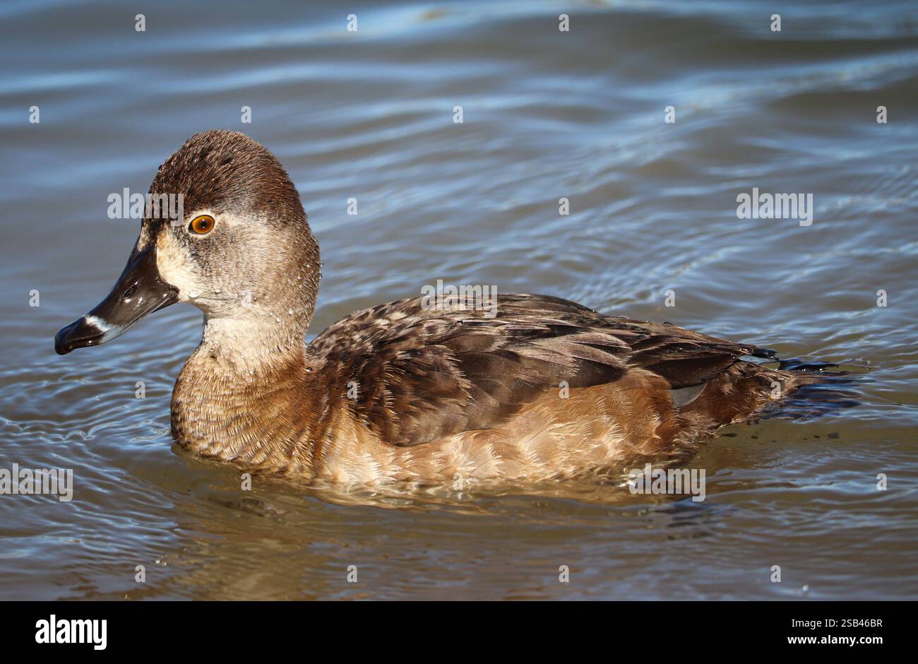 Female Ring-necked Duck or Aythya collaris swimming at a pond the ...