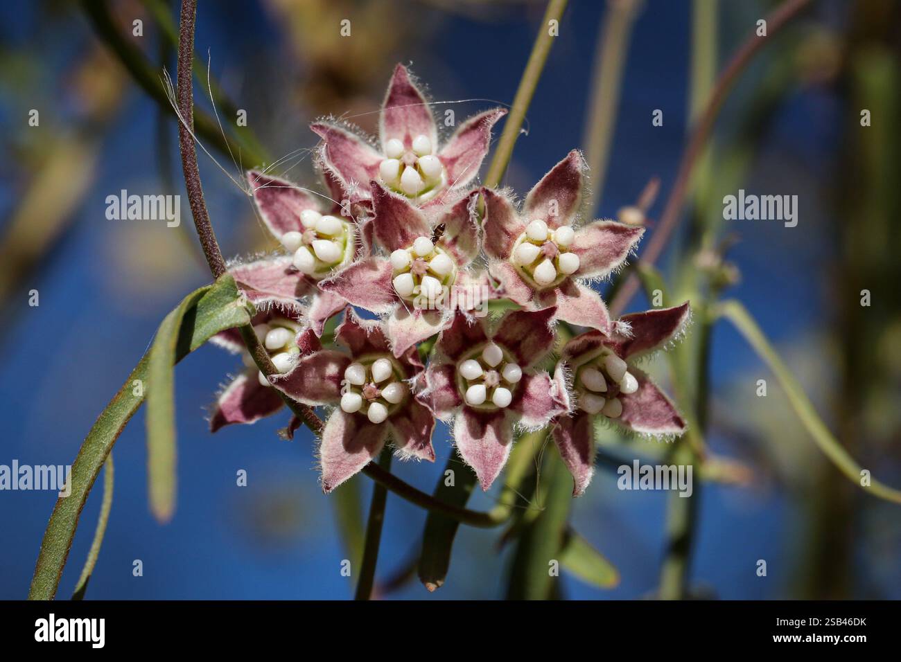 Hartweg's Climbing Milkweed or Funastrum heterophyllum growing at the ...