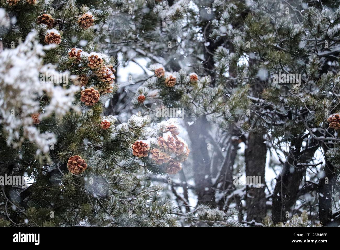 Scenery of snowy pine trees and evergreens in Payson, Arizona Stock ...