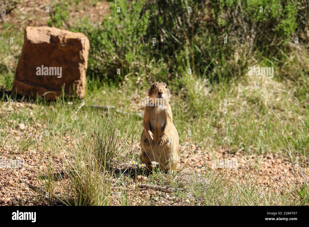 A female groundhog at Bryce Canyon National Park in Bryce City Utah ...