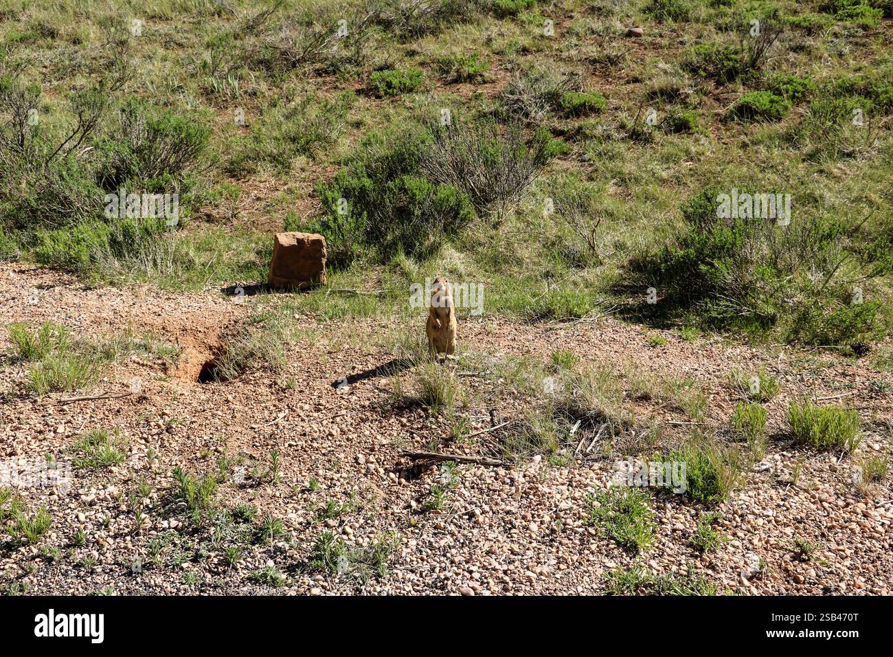 A female groundhog at Bryce Canyon National Park in Bryce City Utah ...