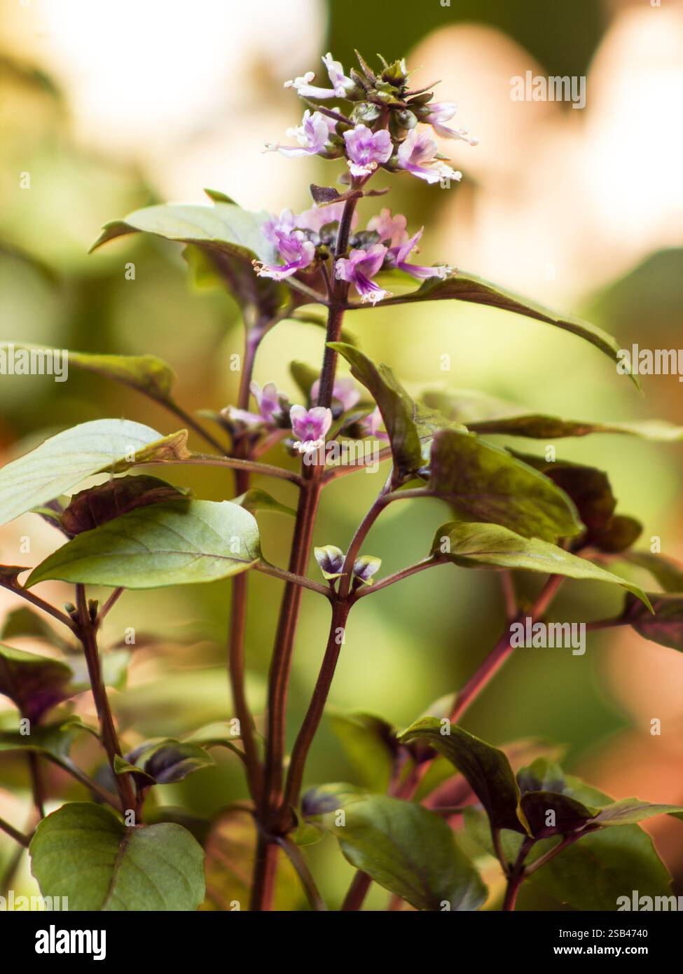 Flowering Red Rubin Basil (Ocimum Basilicum) plant in bloom Stock Photo ...