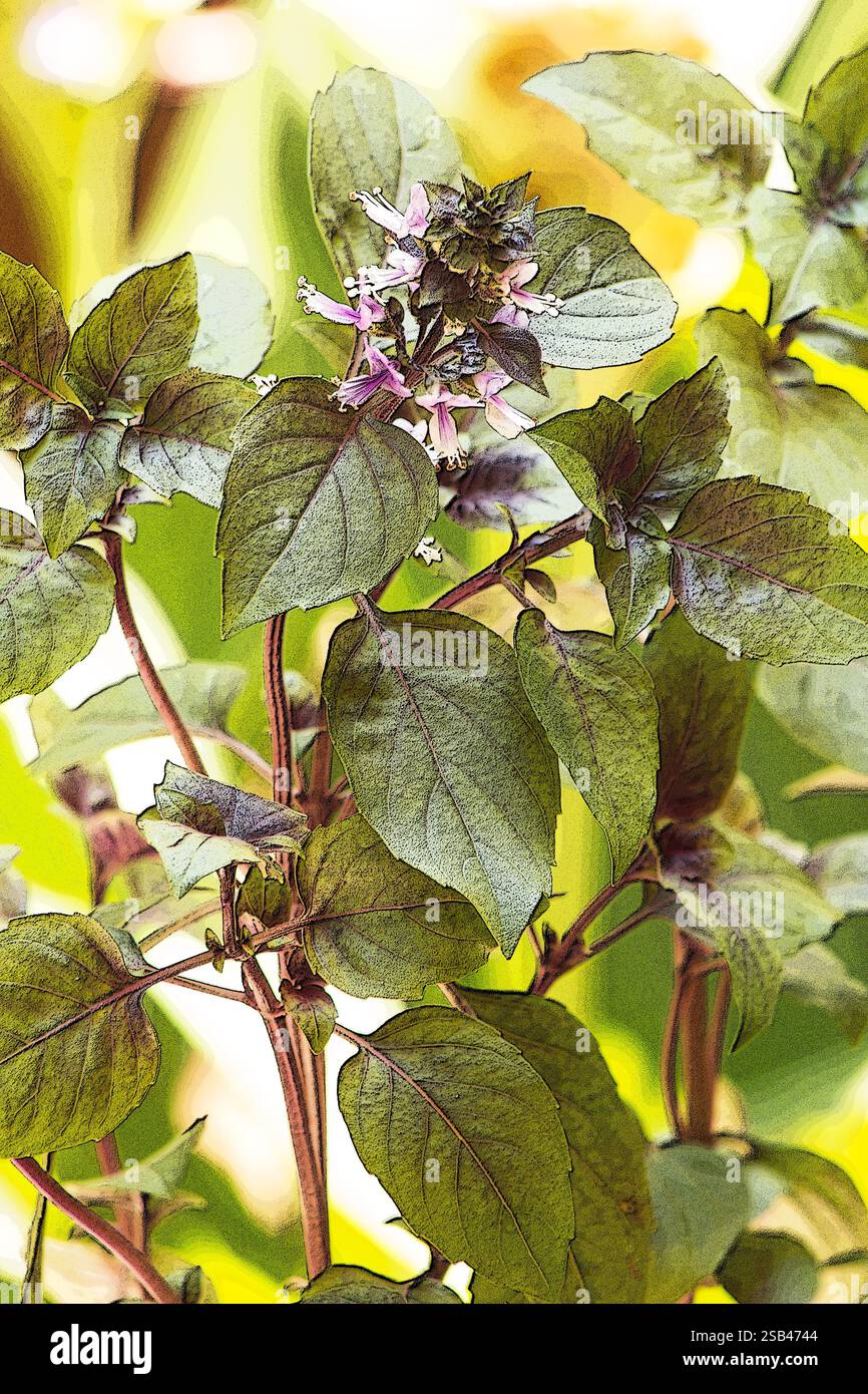 Flowering Red Rubin Basil (Ocimum Basilicum) plant in bloom Stock Photo ...