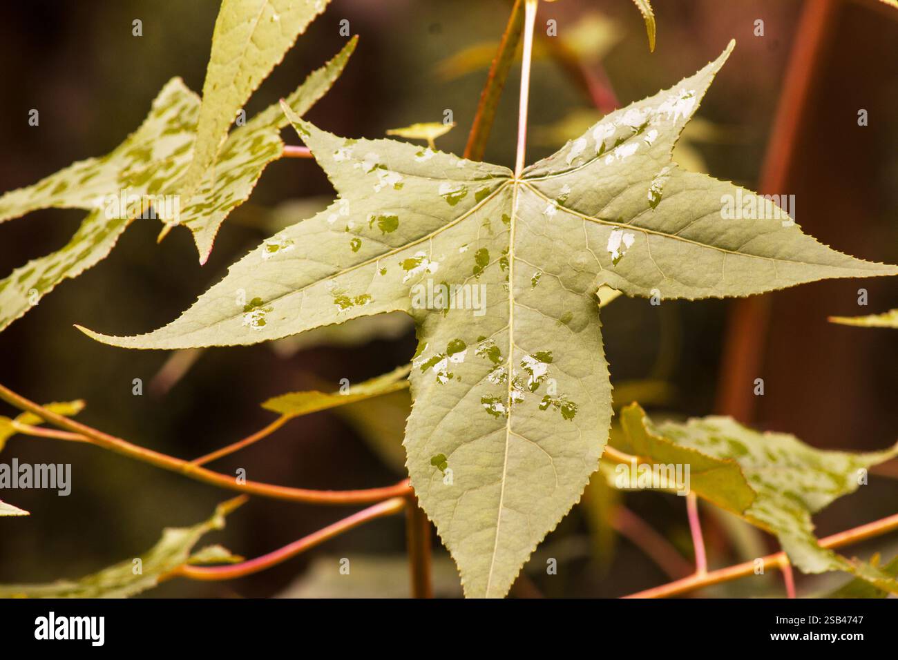 Yellow sugar maple tree leaf in summertime Stock Photo - Alamy