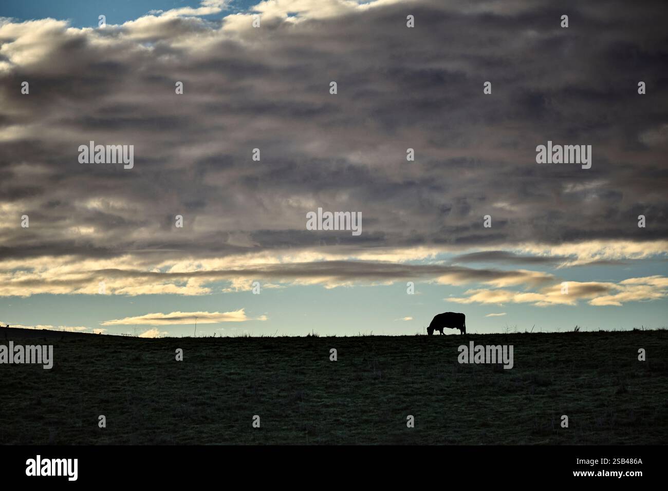 silhouetted cow on the horizon under a cloudy sky Stock Photo - Alamy