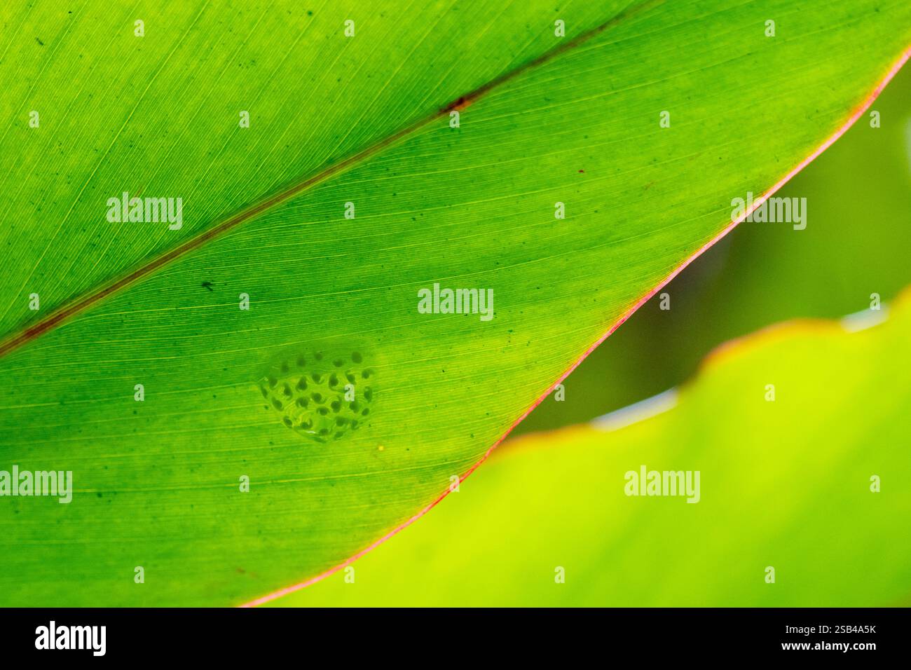 Costa Rica, Arenal. Glass frog (Hyalinobatrachium ruedai) eggs on the ...
