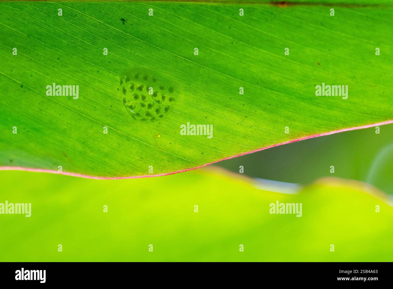 Costa Rica, Arenal. Glass frog (Hyalinobatrachium ruedai) eggs on the ...