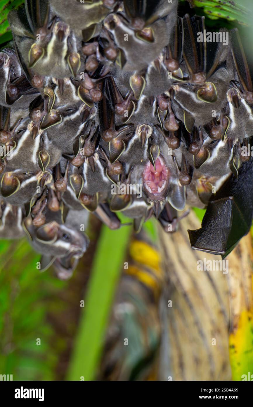 Costa Rica, Arenal. Common tent-making bat (Uroderma bilobatum) a type ...