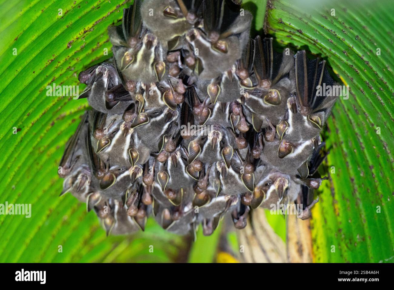 Costa Rica, Arenal. Common tent-making bat (Uroderma bilobatum) a type ...