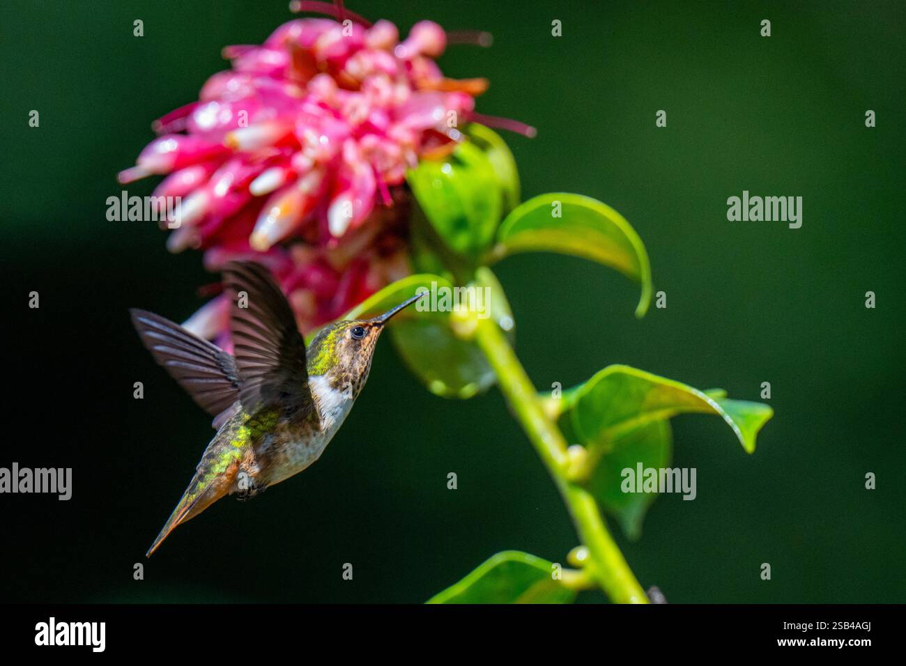 Costa Rica, Talamanca Mountains, Savegre. Volcano Hummingbird ...