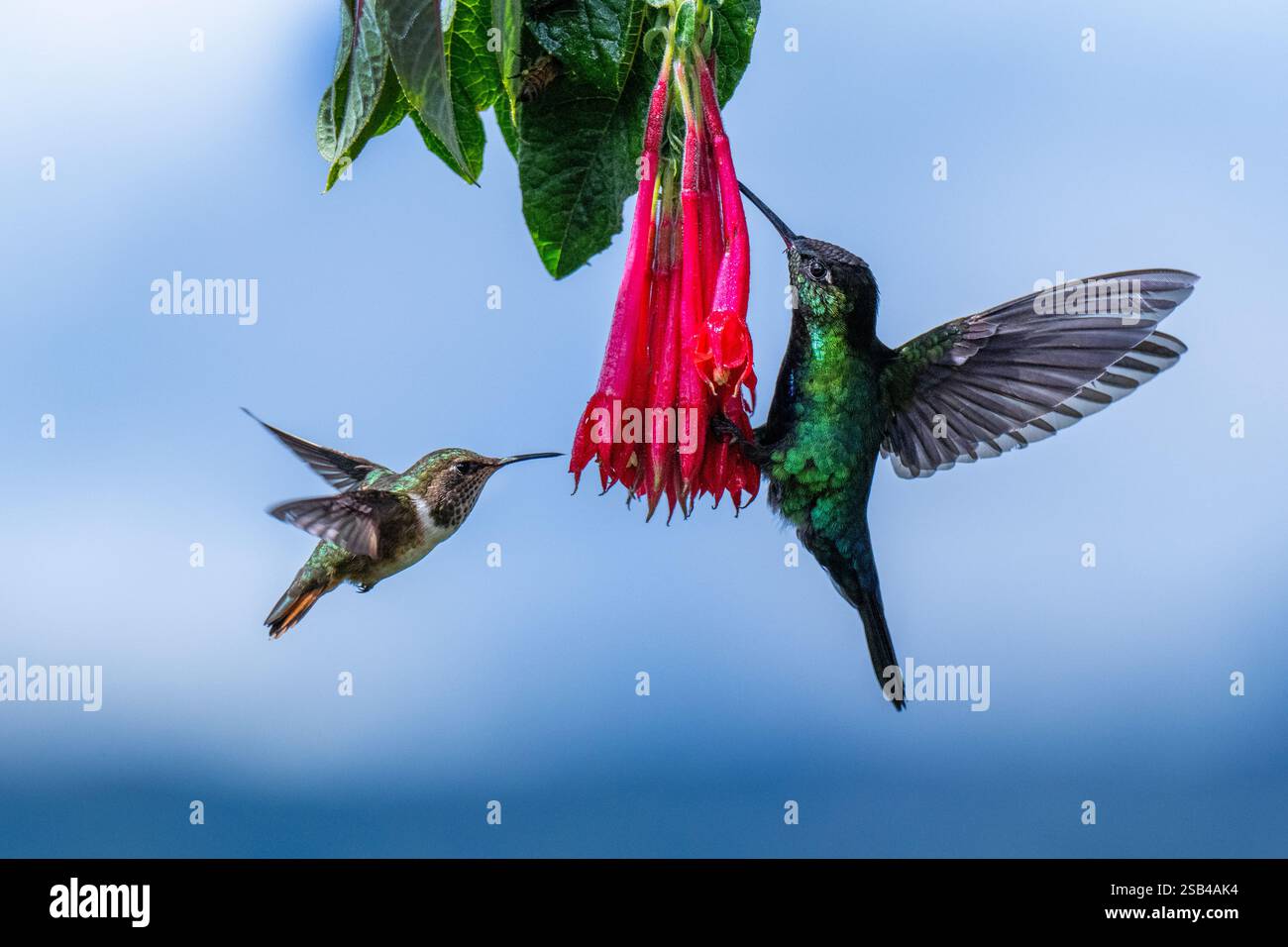 Costa Rica, Talamanca Mountains, Savegre. Volcano Hummingbird (L ...