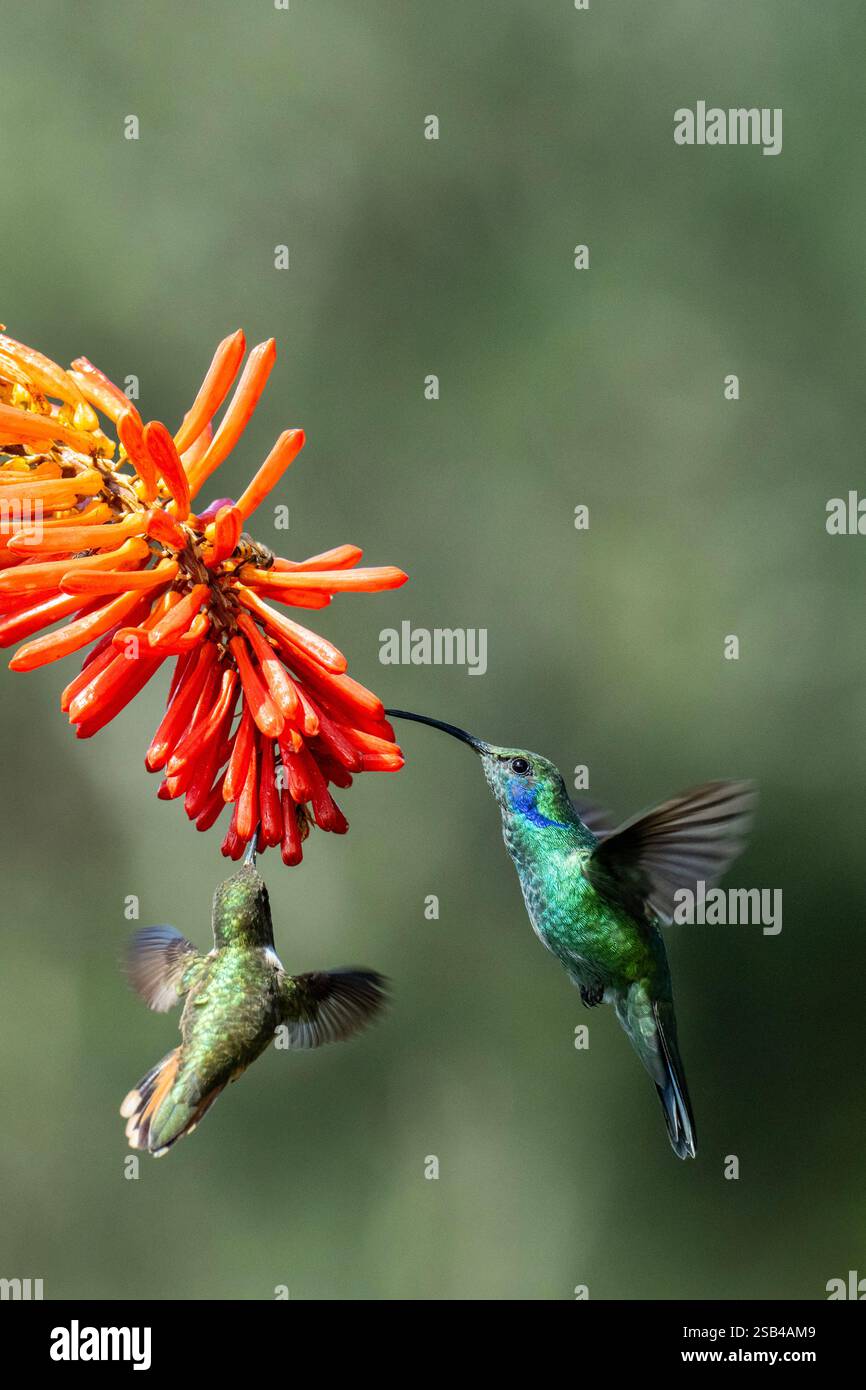 Costa Rica, Talamanca Mountains, Savegre. Lesser violetear aka Green ...