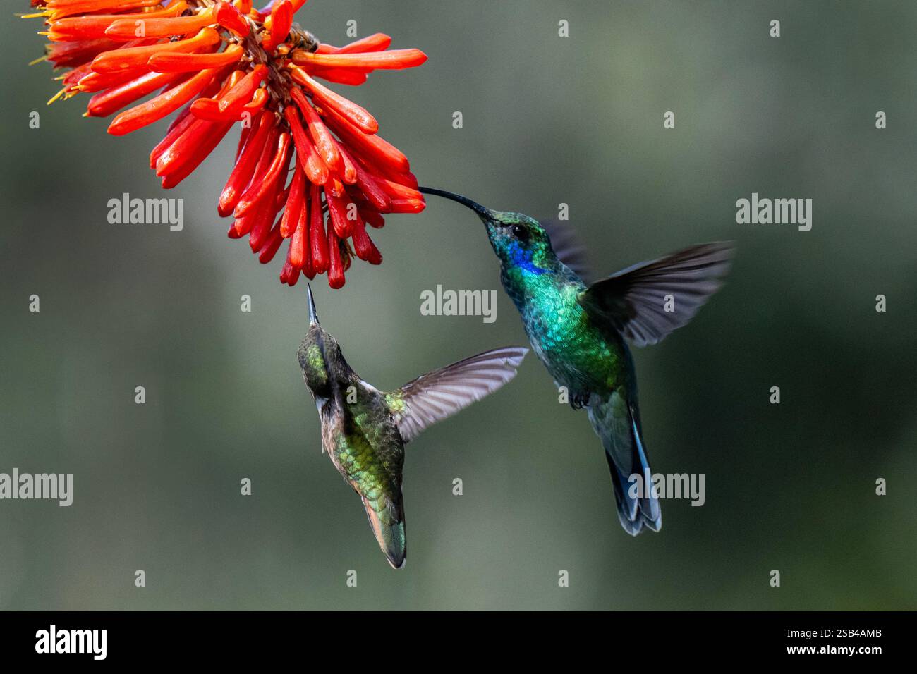 Costa Rica, Talamanca Mountains, Savegre. Lesser violetear aka Green ...