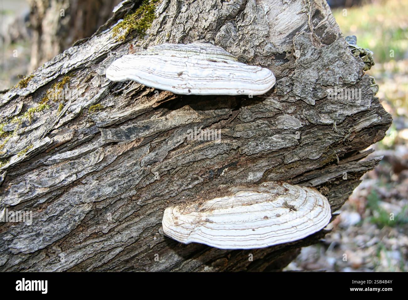 White Bracket Fungi Growing on a Decaying Tree Stock Photo - Alamy